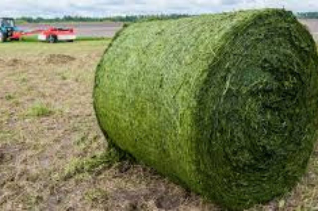 Rhodes Hay | High-Fiber, Low-Sugar Forage for Healthy Horses